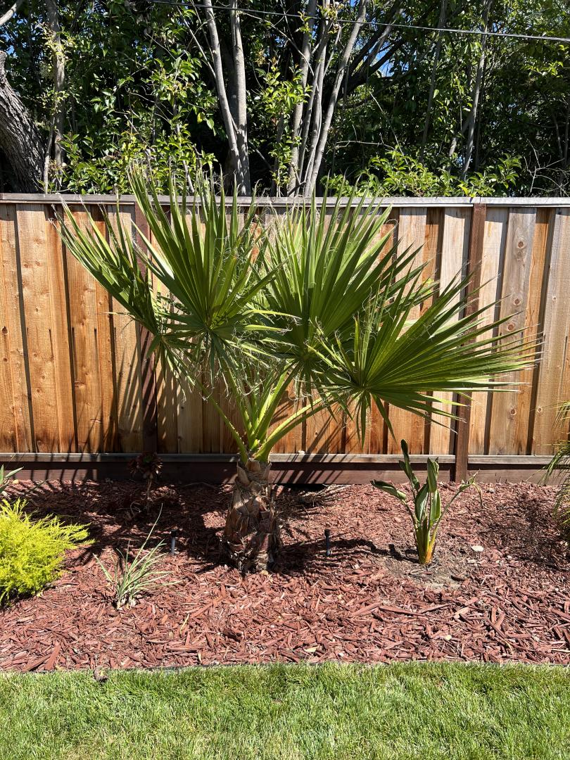 Black spots on Washingtonia Filifera. Diamond scale? - DISCUSSING PALM ...