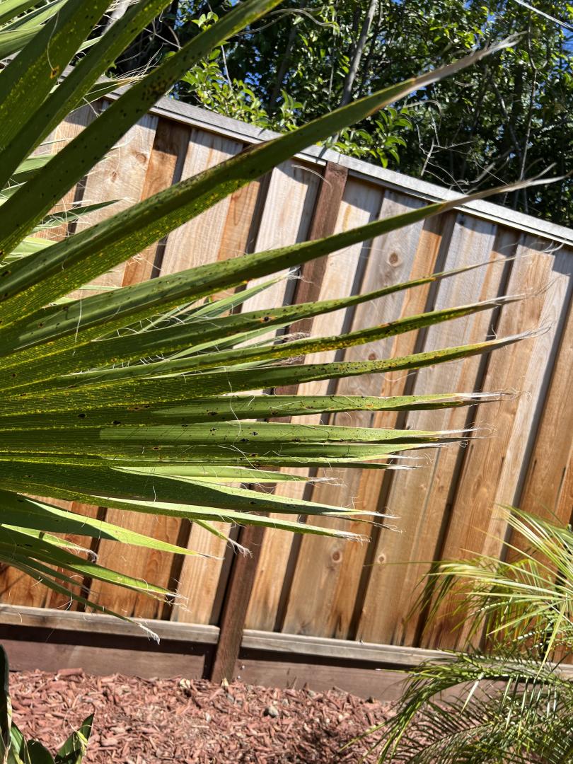 Black spots on Washingtonia Filifera. Diamond scale? - DISCUSSING PALM ...