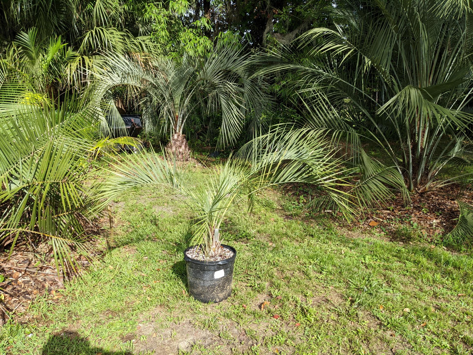 Butia Catarinensis - COLD HARDY PALMS - PalmTalk