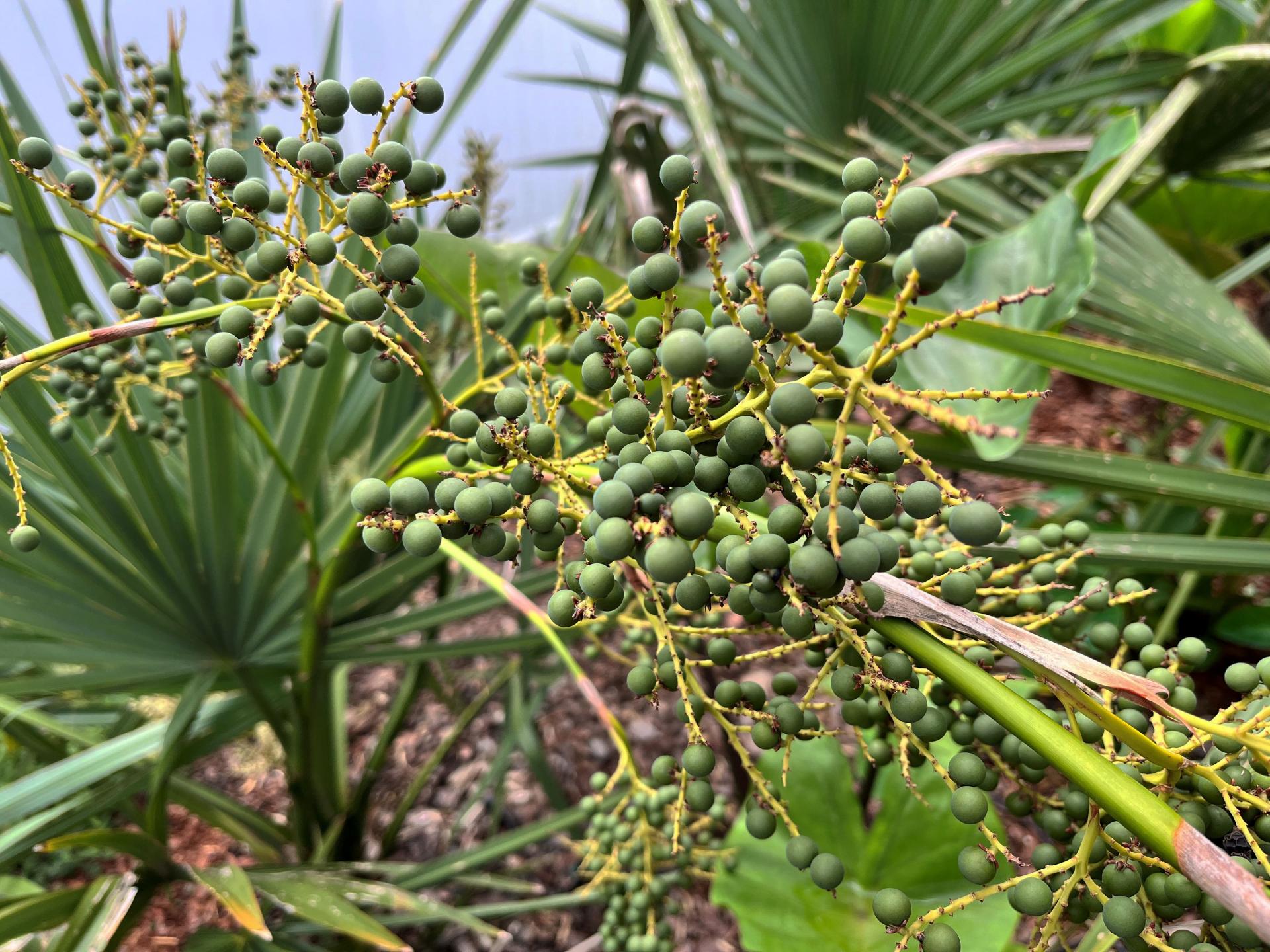 Flowering Sabal Birmingham ; seems late ? - COLD HARDY PALMS - PalmTalk