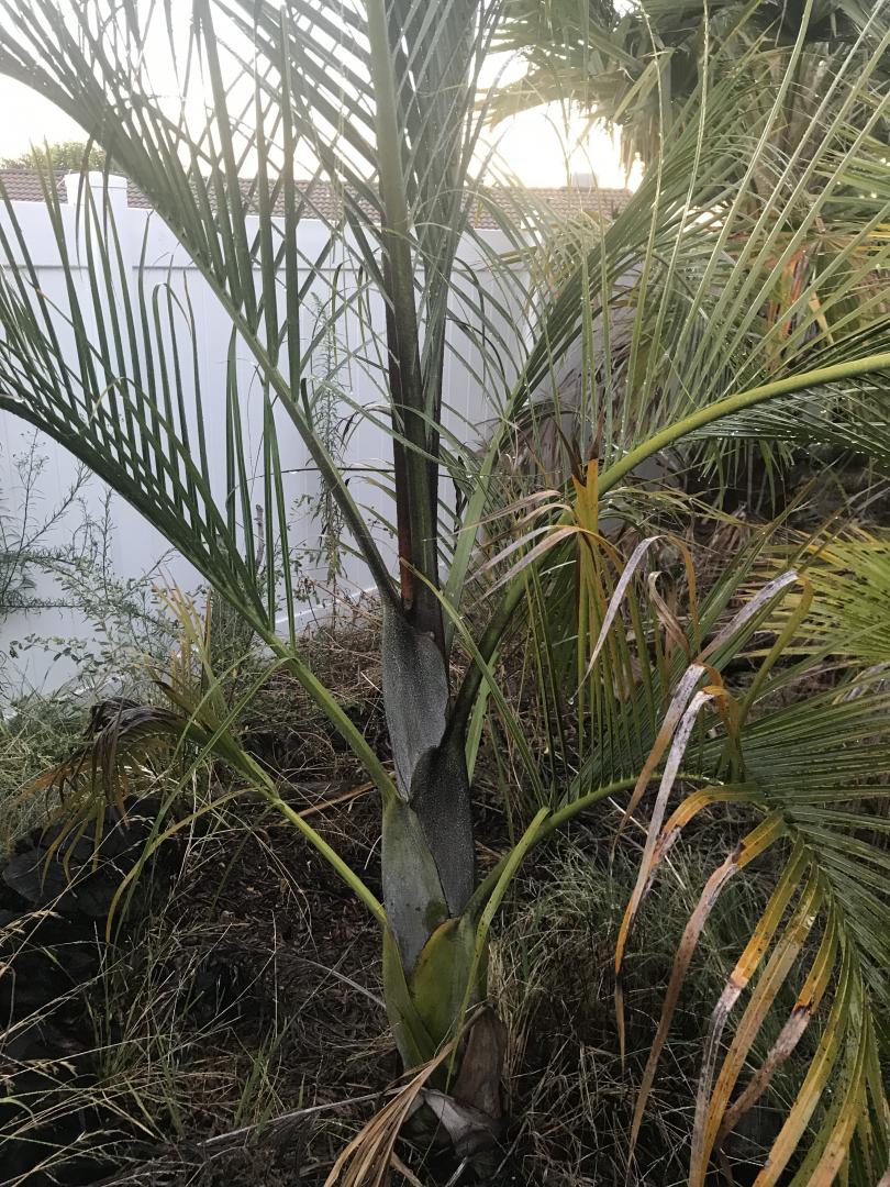 Dypsis heteromorpha or decaryi? - DISCUSSING PALM TREES WORLDWIDE ...