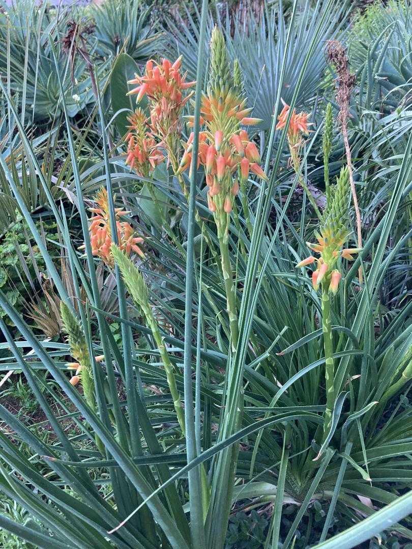 Show us your exotic aloes - TROPICAL LOOKING PLANTS - Other Than Palms ...