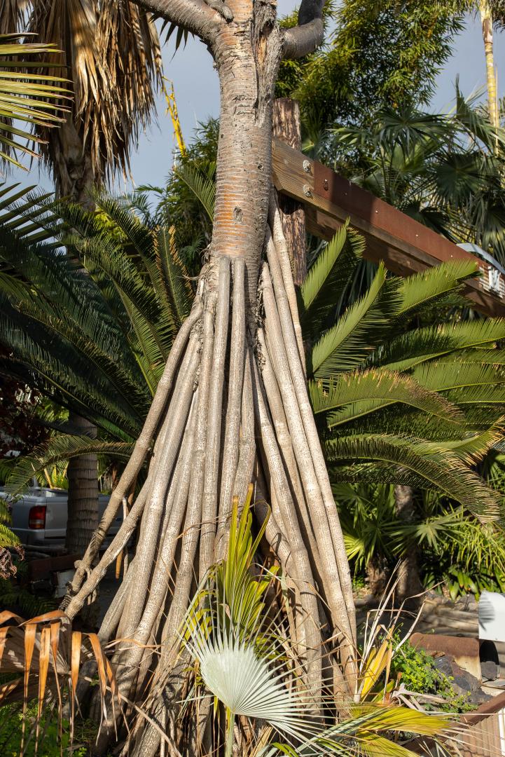 Show us your Pandanus - TROPICAL LOOKING PLANTS - Other Than Palms ...