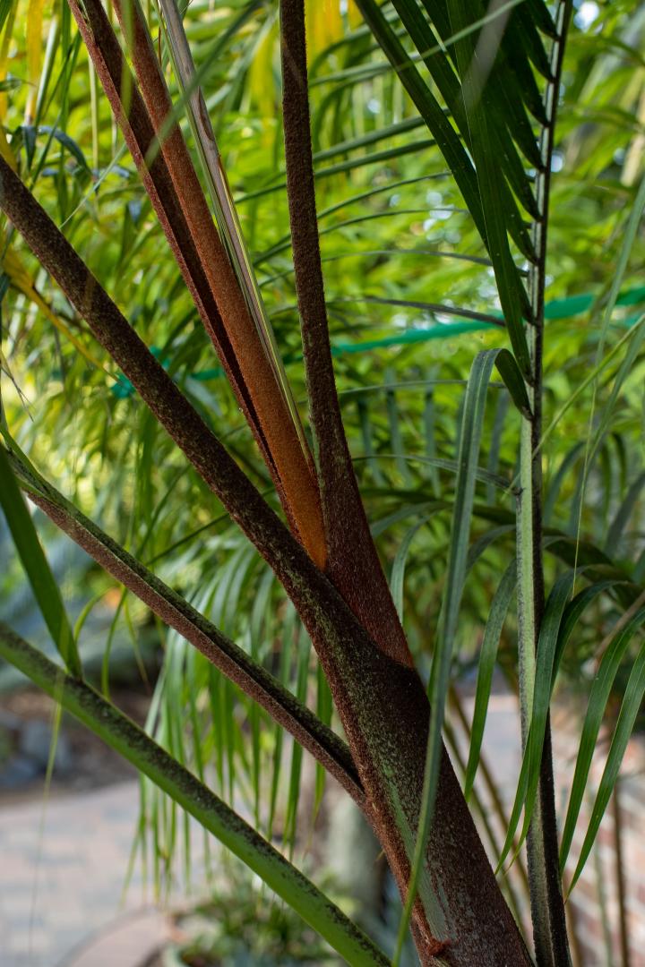 Dypsis heteromorpha or decaryi? - DISCUSSING PALM TREES WORLDWIDE ...