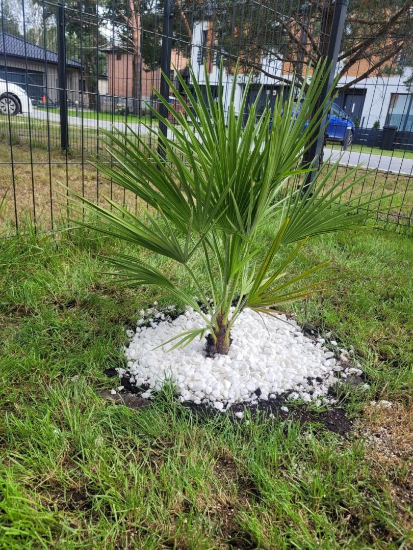 First hardy palm in my garden (6b) - COLD HARDY PALMS - PalmTalk