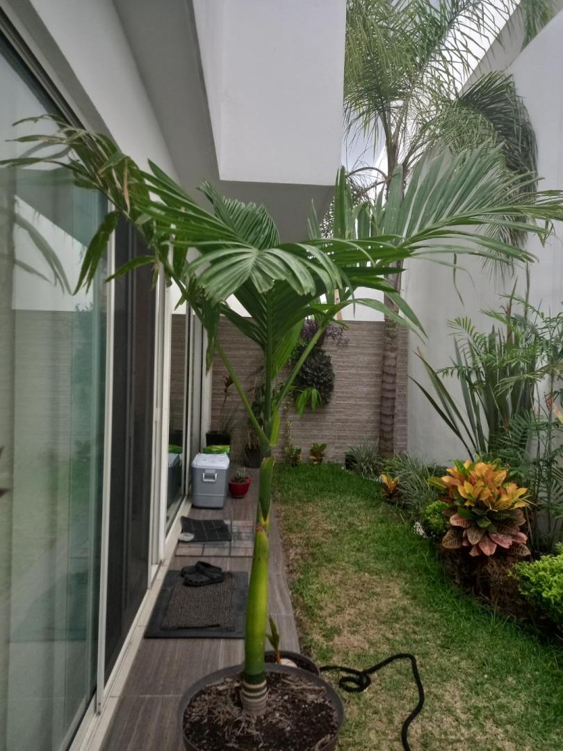 Monterrey Mexico Areca Catechu Update - DISCUSSING PALM TREES WORLDWIDE ...