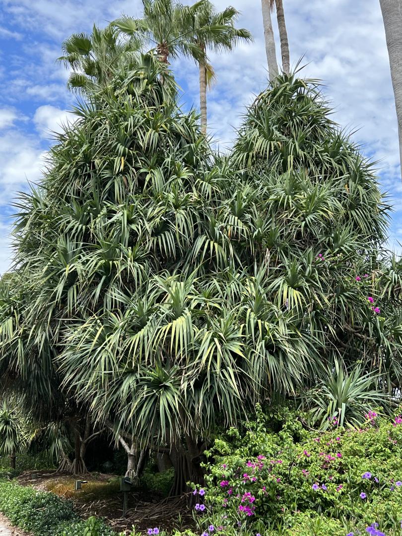 Show us your Pandanus - TROPICAL LOOKING PLANTS - Other Than Palms ...