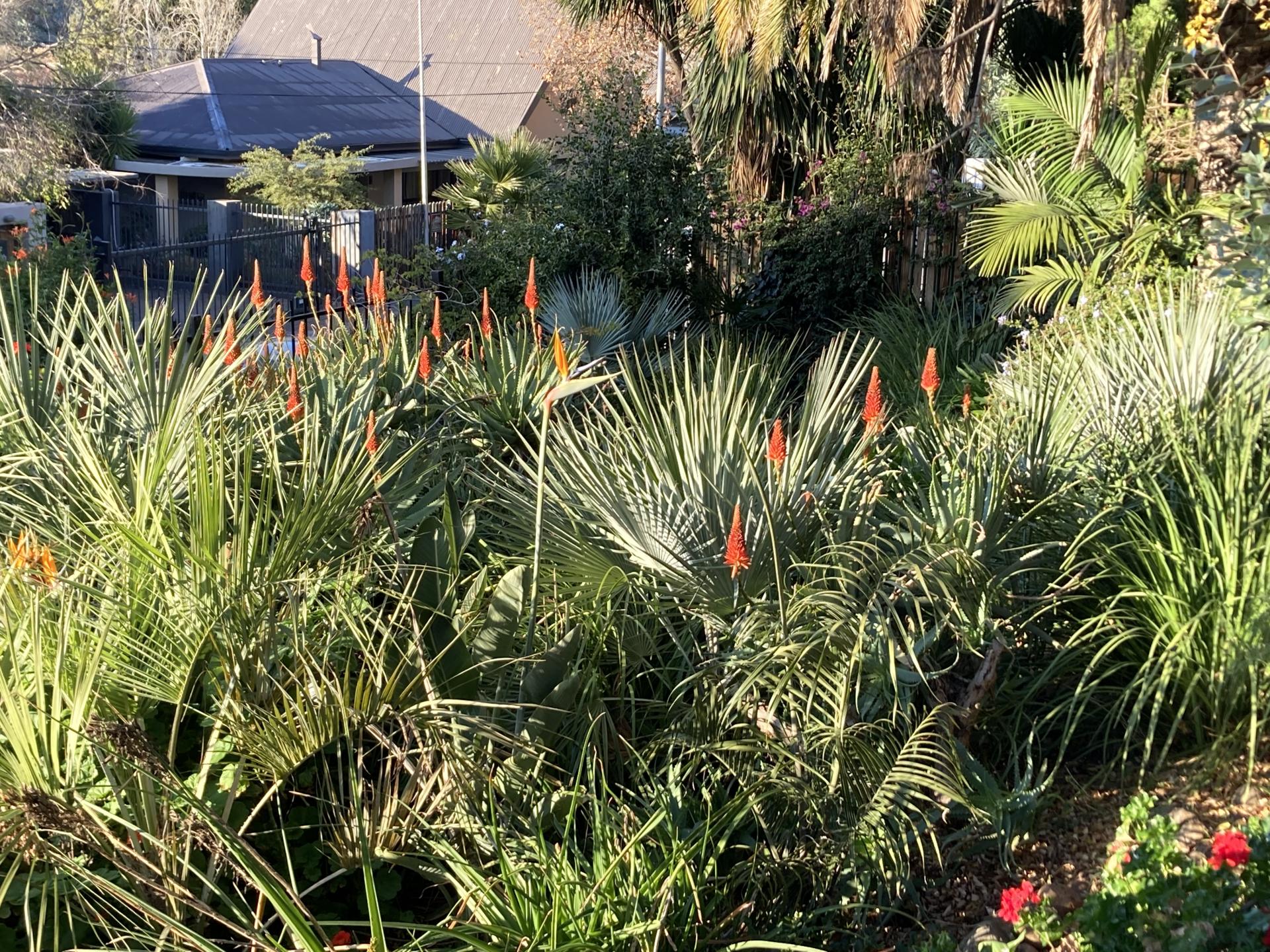 Show us your exotic aloes - TROPICAL LOOKING PLANTS - Other Than Palms ...