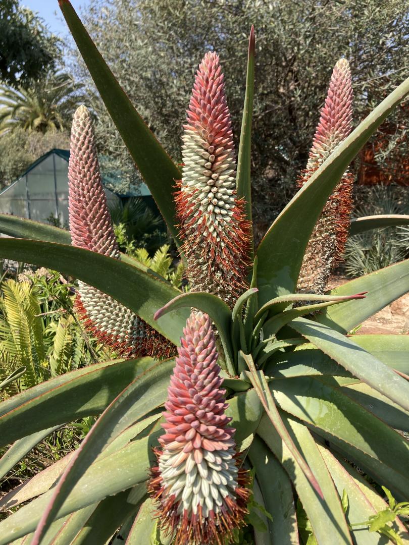 Show us your exotic aloes - TROPICAL LOOKING PLANTS - Other Than Palms ...
