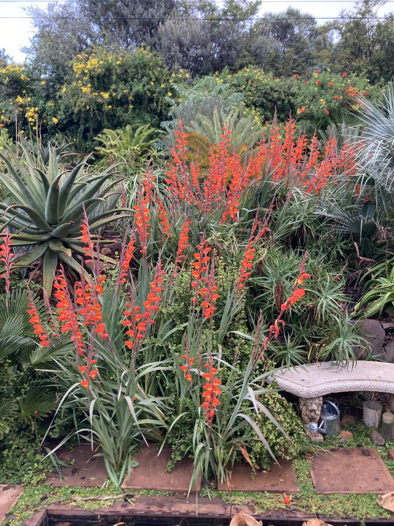 Show us your exotic aloes - TROPICAL LOOKING PLANTS - Other Than Palms ...