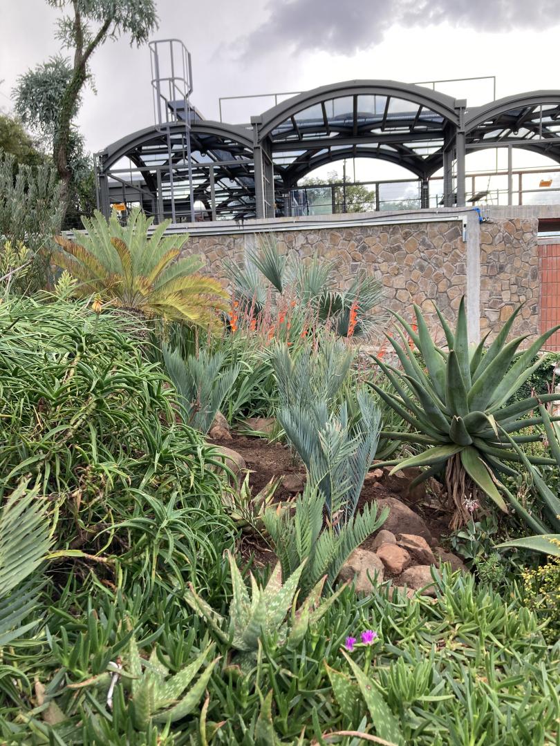 Show us your exotic aloes - TROPICAL LOOKING PLANTS - Other Than Palms ...