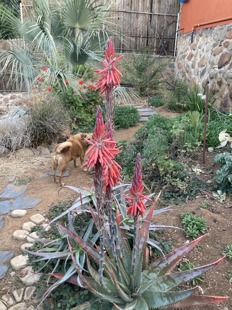 Show us your exotic aloes - TROPICAL LOOKING PLANTS - Other Than Palms ...