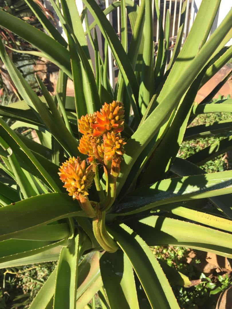 Show us your exotic aloes - TROPICAL LOOKING PLANTS - Other Than Palms ...