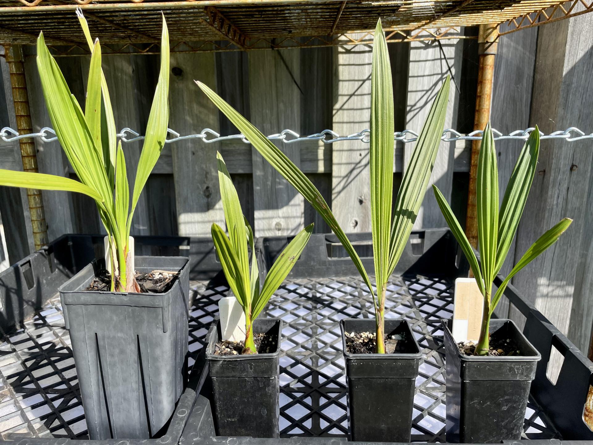 Hybrid creation: Butia odorata x Parajubaea torallyi var. torallyi F1 ...