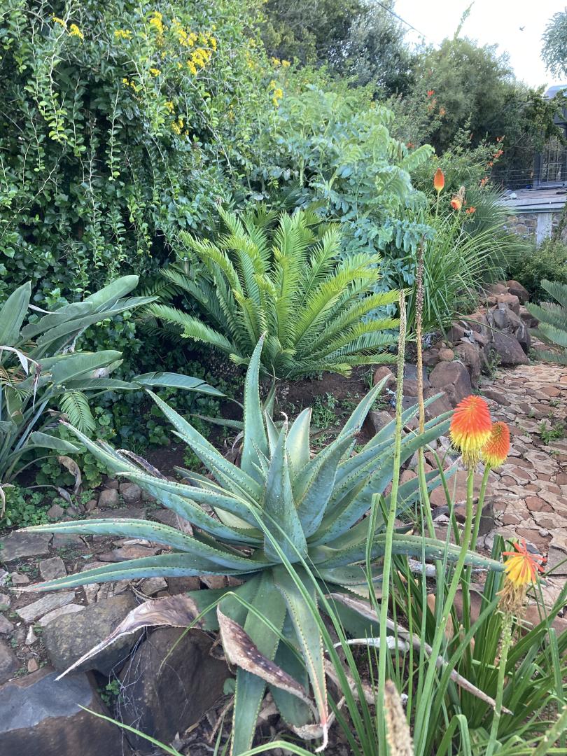 Show us your exotic aloes - TROPICAL LOOKING PLANTS - Other Than Palms ...