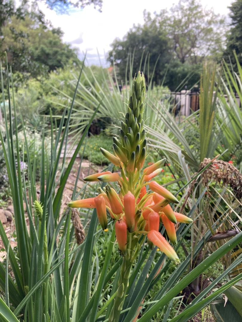 Show us your exotic aloes - TROPICAL LOOKING PLANTS - Other Than Palms ...