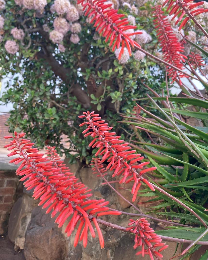 Show us your exotic aloes - TROPICAL LOOKING PLANTS - Other Than Palms ...