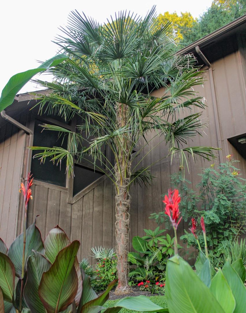 Caesalpinia Gilliesii growing in Ohio - TROPICAL LOOKING PLANTS - Other ...