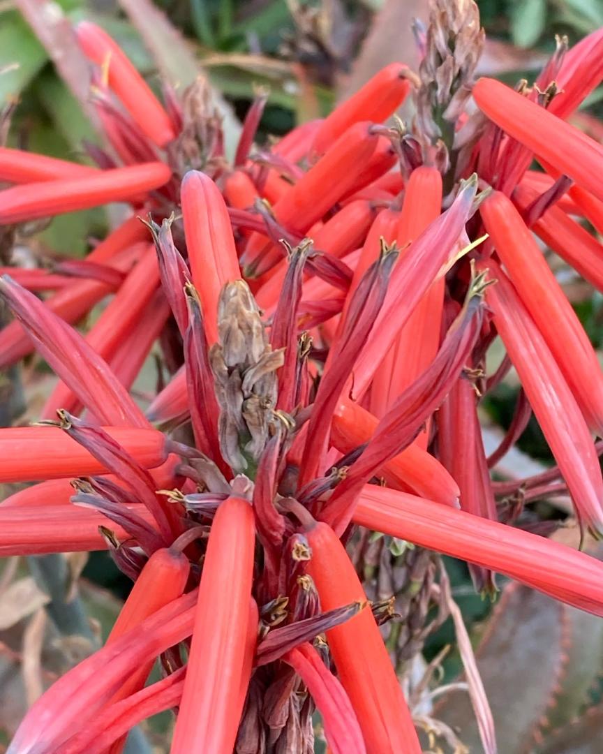 Show us your exotic aloes - TROPICAL LOOKING PLANTS - Other Than Palms ...