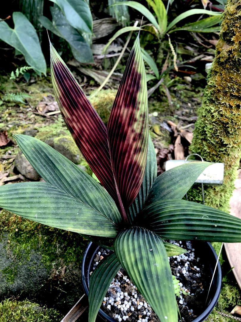 geonoma epetiolata starting to show some color - DISCUSSING PALM TREES WORLDWIDE - PalmTalk