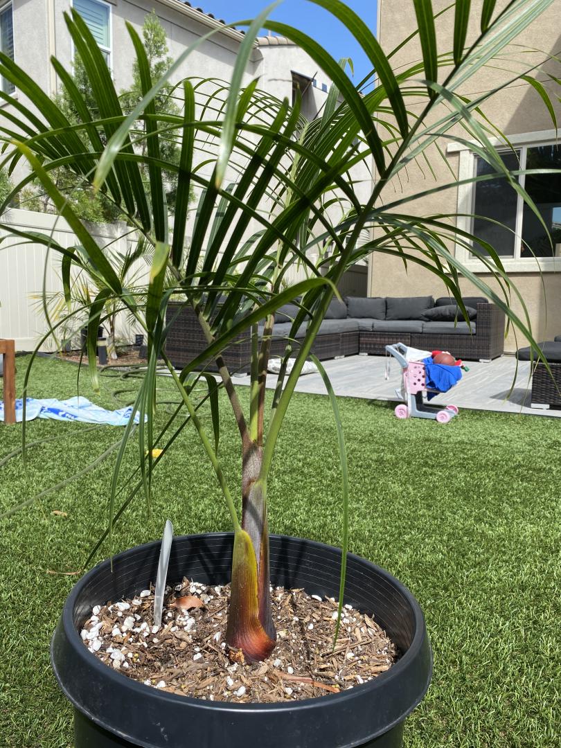 Dypsis heteromorpha or decaryi? - DISCUSSING PALM TREES WORLDWIDE ...