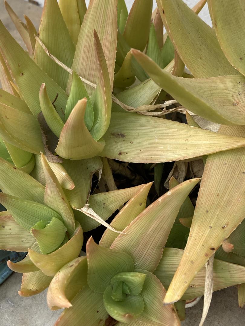 Show us your exotic aloes - TROPICAL LOOKING PLANTS - Other Than Palms ...