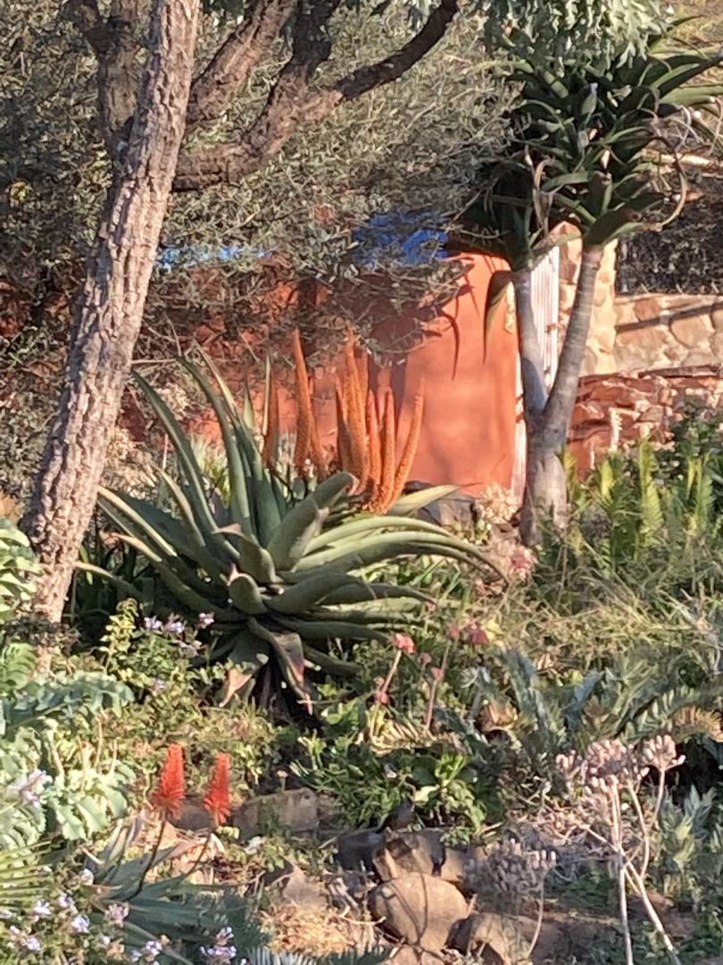 Show us your exotic aloes - TROPICAL LOOKING PLANTS - Other Than Palms ...