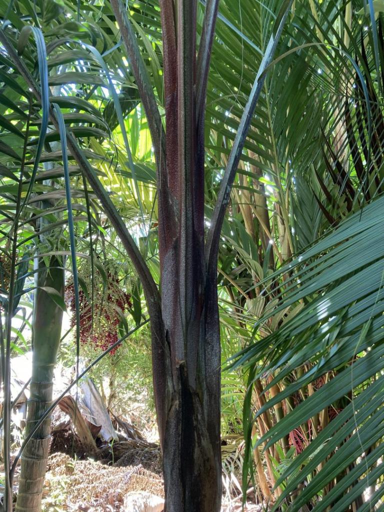 Dypsis heteromorpha or decaryi? - DISCUSSING PALM TREES WORLDWIDE ...