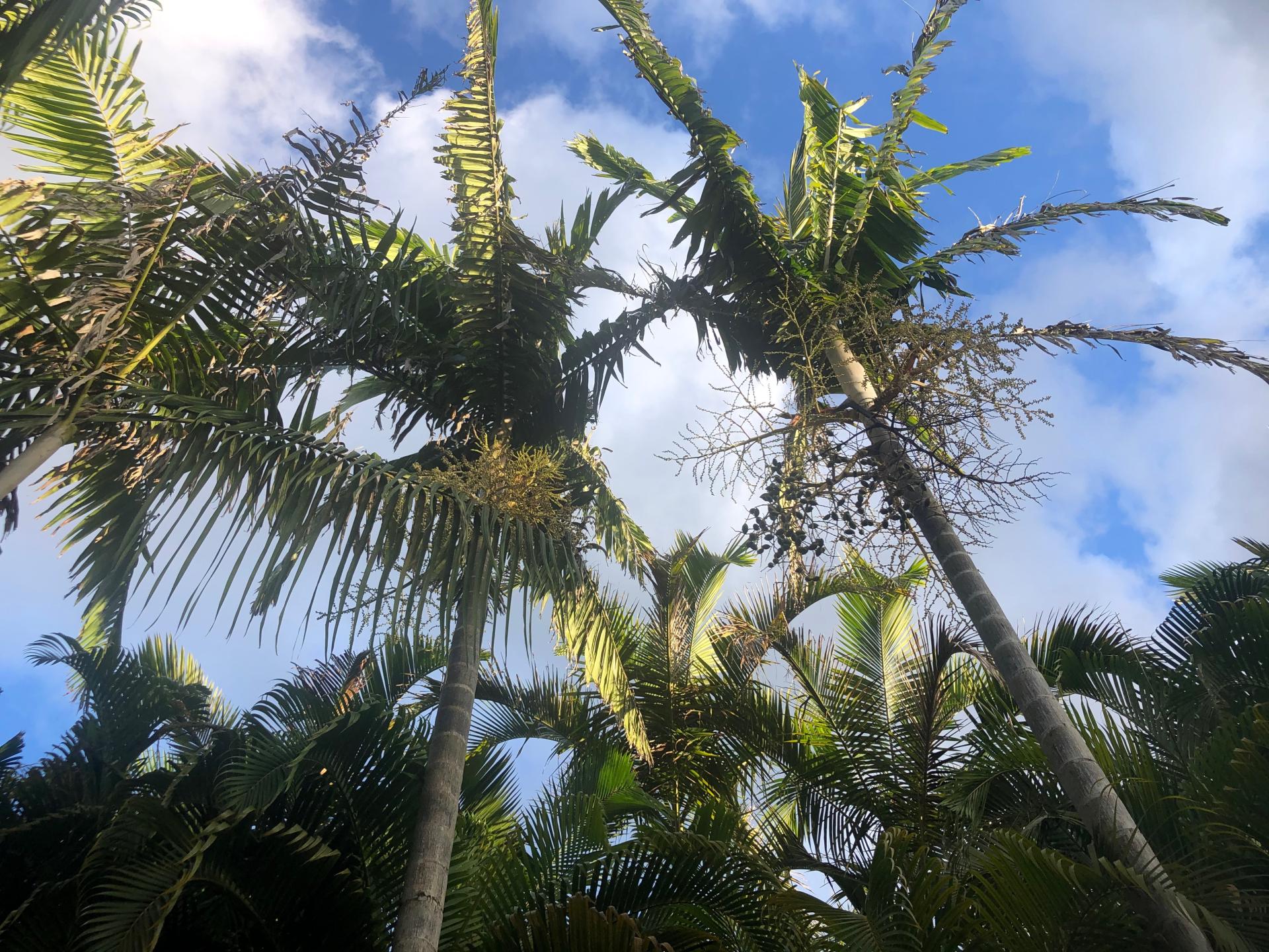 Show us your neck -breakers - DISCUSSING PALM TREES WORLDWIDE - PalmTalk