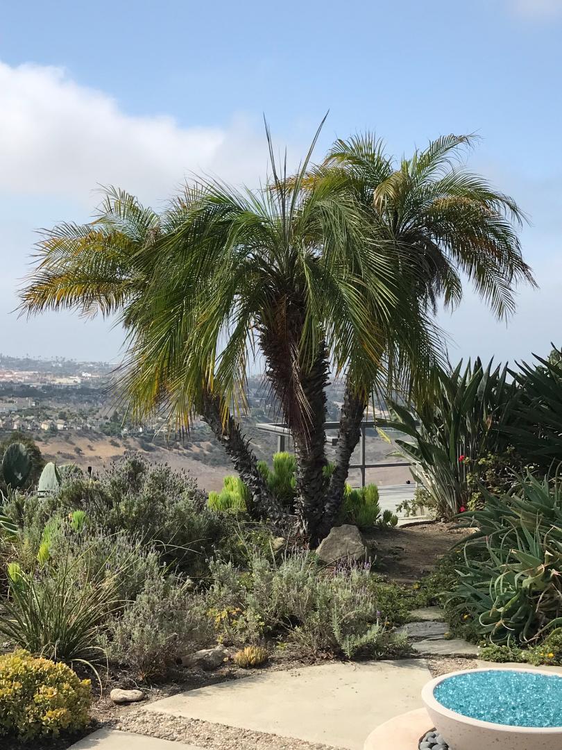 Ailing Phoenix roebelenii - DISCUSSING PALM TREES WORLDWIDE - PalmTalk