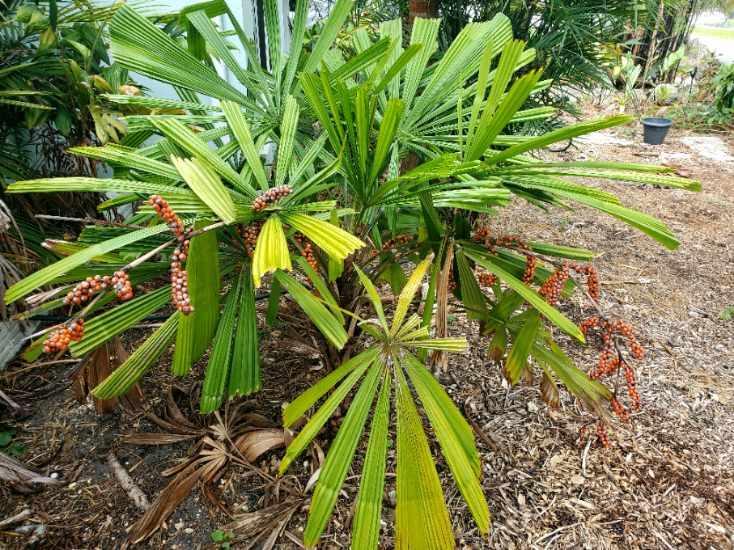 Help with Licuala species identification please. - DISCUSSING PALM ...