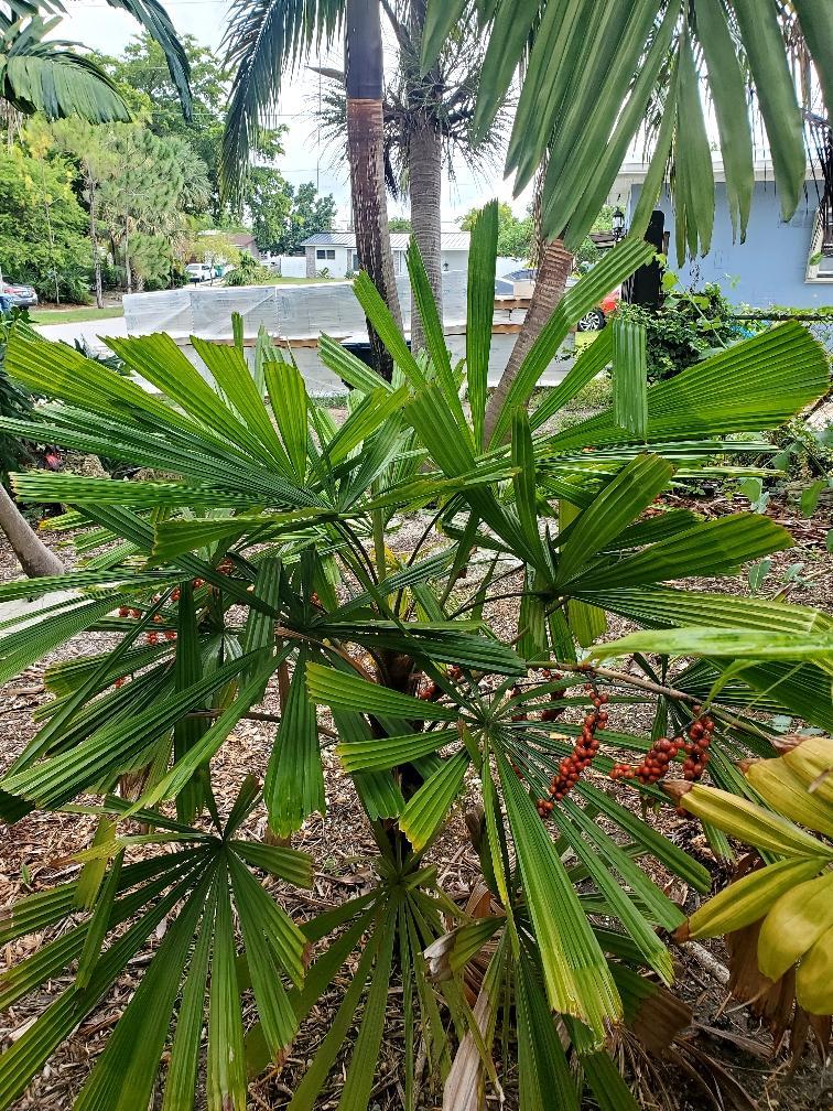 Help with Licuala species identification please. - DISCUSSING PALM ...