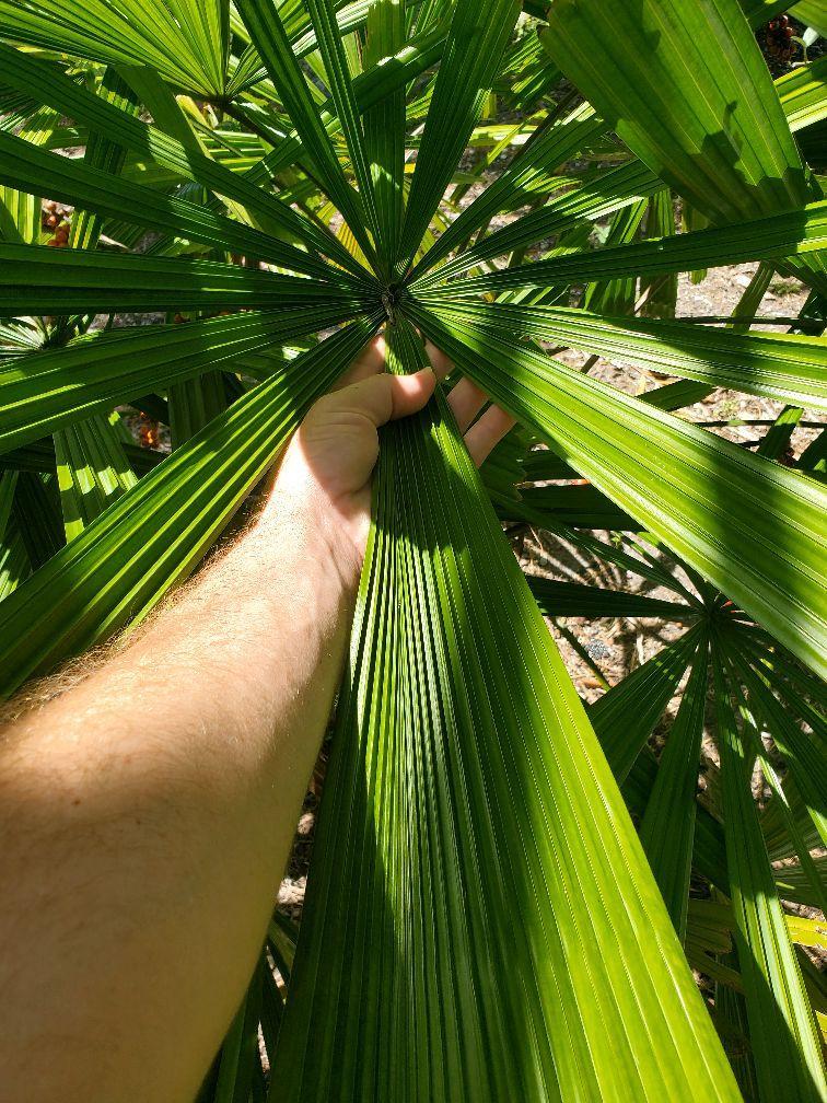 Help with Licuala species identification please. - DISCUSSING PALM ...