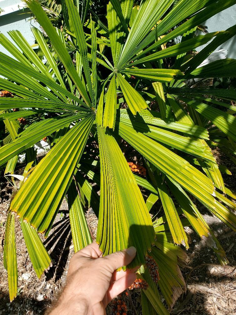Help with Licuala species identification please. - DISCUSSING PALM ...