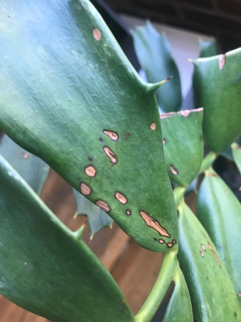 Does anyone know what's happening to my E. ferox? - TROPICAL LOOKING ...