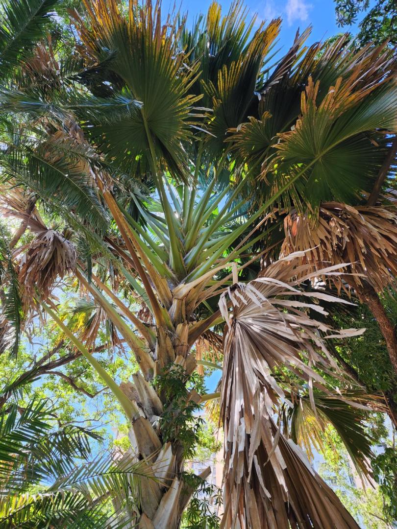 How much space should I plan for "CORYPHA UMBRACULIFERA" Talipot Palm ...