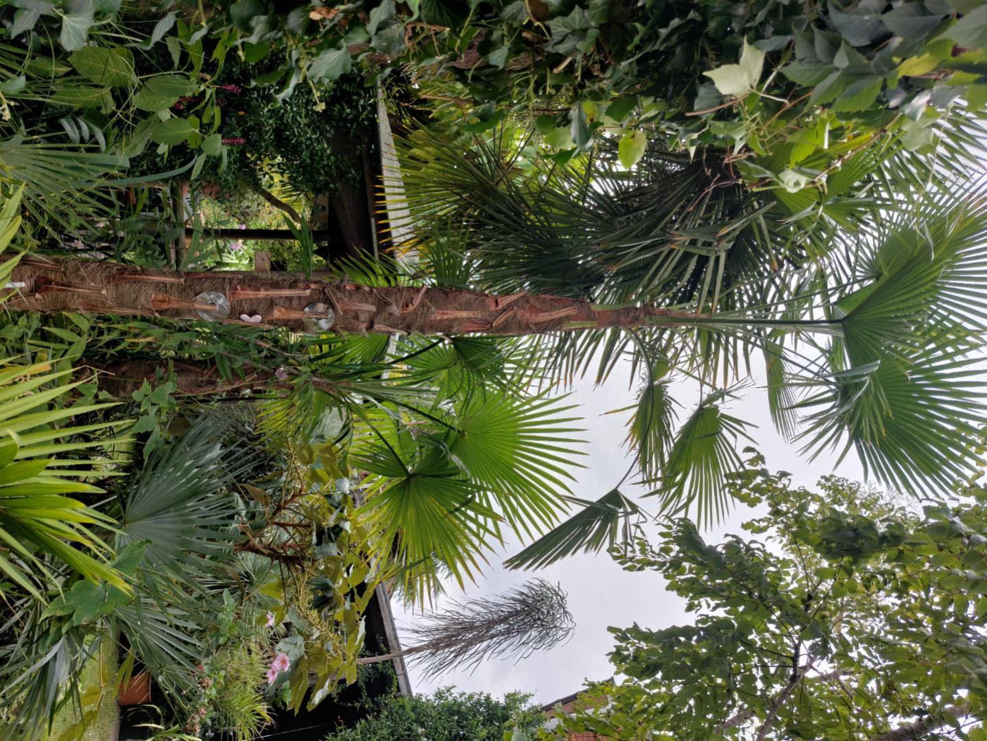 Trachycarpus martianus - DISCUSSING PALM TREES WORLDWIDE - PalmTalk