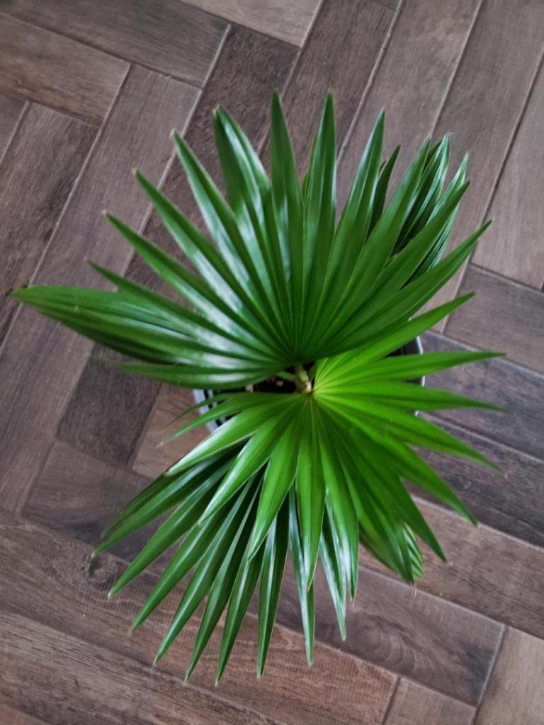 Livistona Rotundifolia at HEB - COLD HARDY PALMS - PalmTalk