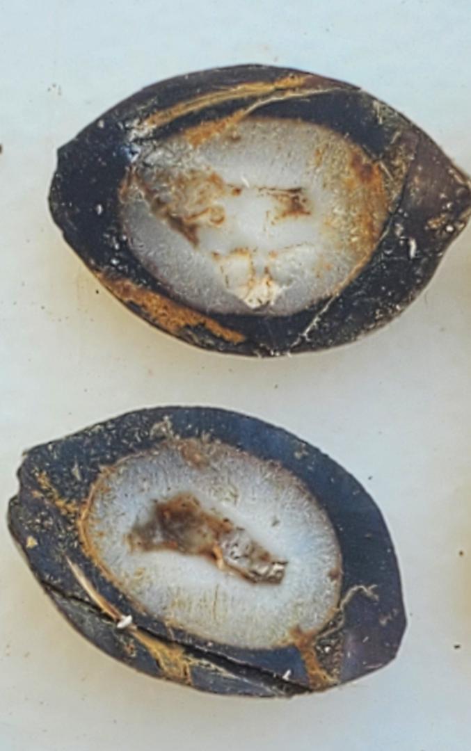 Jubaea x Butia f3 seed viability- calling all experts! - DISCUSSING ...