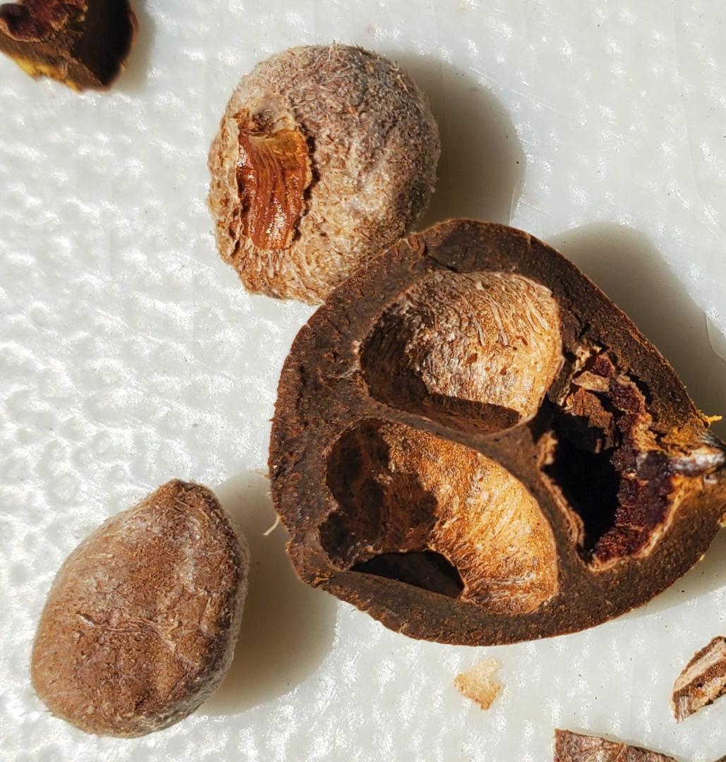 Jubaea x Butia f3 seed viability- calling all experts! - DISCUSSING ...