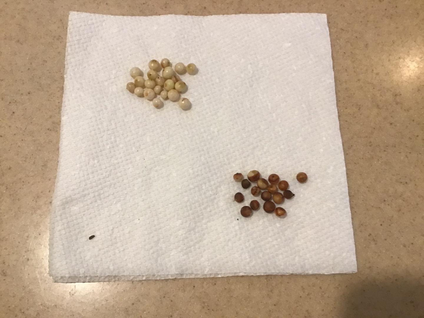 Brazoria Seeds - COLD HARDY PALMS - PalmTalk