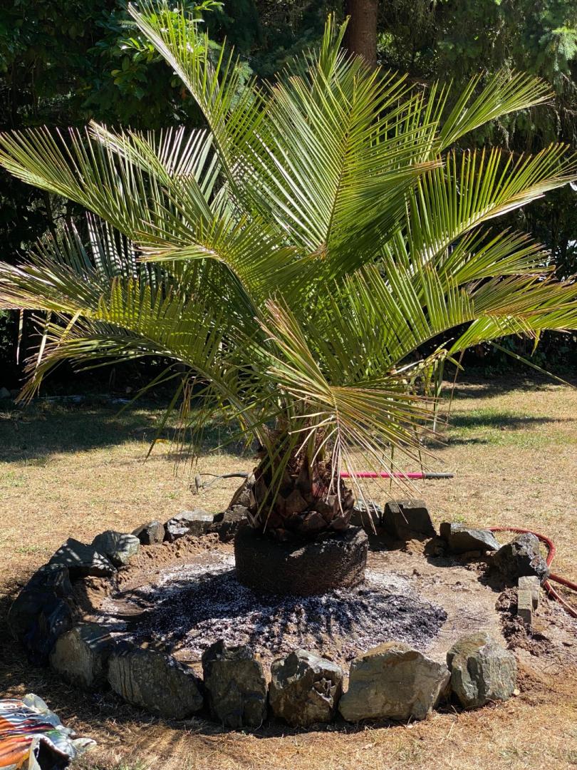 Here we go again - COLD HARDY PALMS - PalmTalk