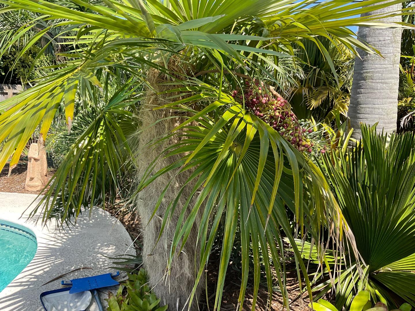 100 Coccothrinax crinita Seeds - For Sale - PalmTalk