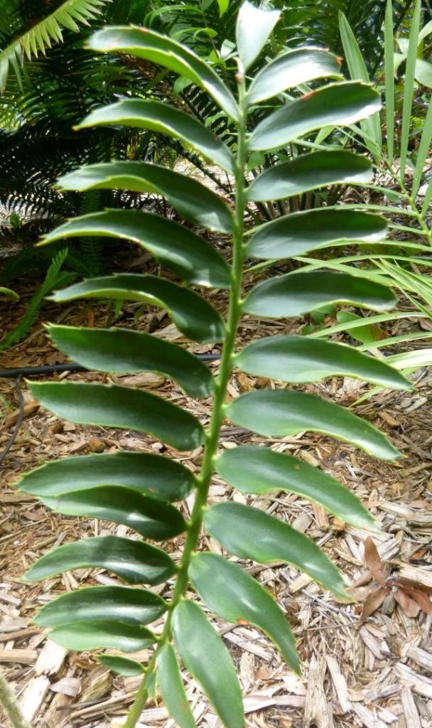 Encephalartos ID? - TROPICAL LOOKING PLANTS - Other Than Palms - PalmTalk