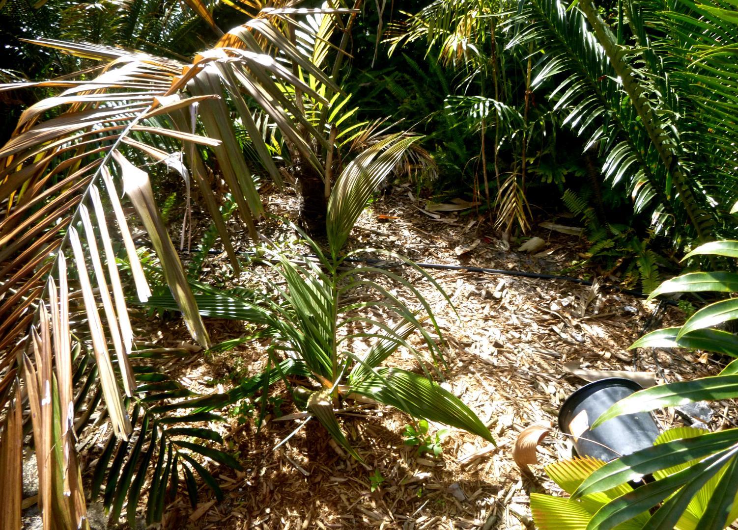 Attalea cohune - DISCUSSING PALM TREES WORLDWIDE - PalmTalk
