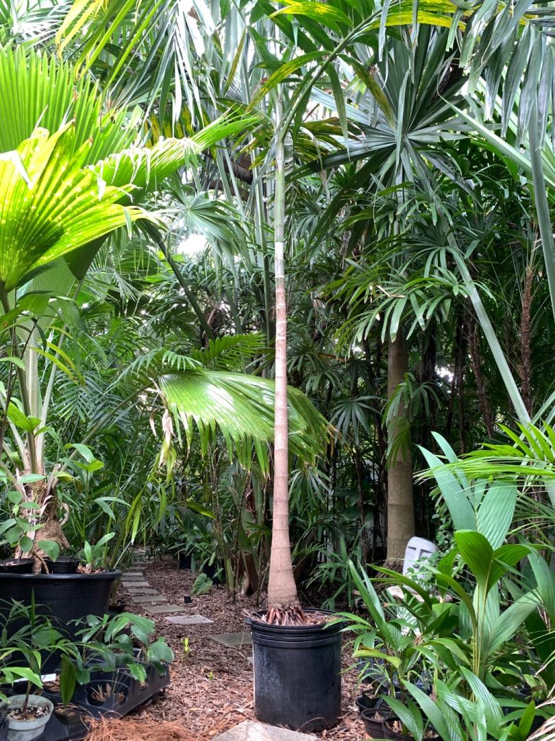 Ptychosperma salomonense - 15g - For Sale - PalmTalk