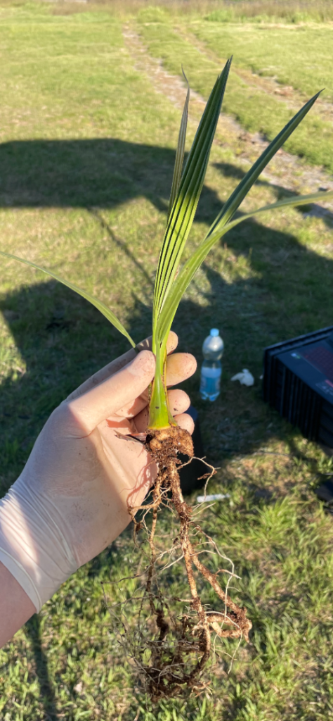 Seedling problem-dying, roots problem - PALMS IN POTS - PalmTalk