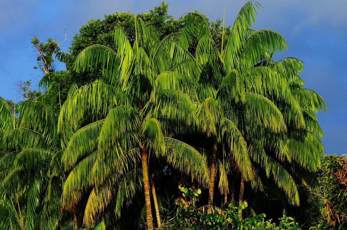 Palm beauty - no wonder we love 'em - DISCUSSING PALM TREES WORLDWIDE ...