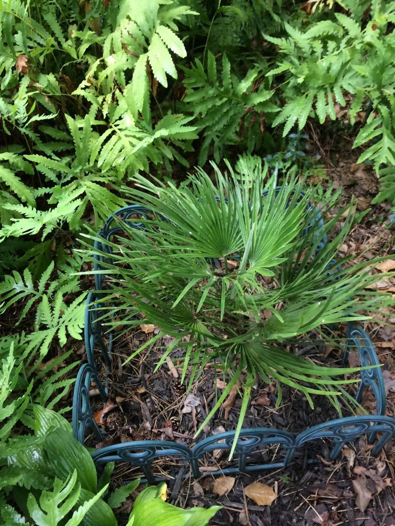 Chamaerops in Zone 7 - COLD HARDY PALMS - PalmTalk