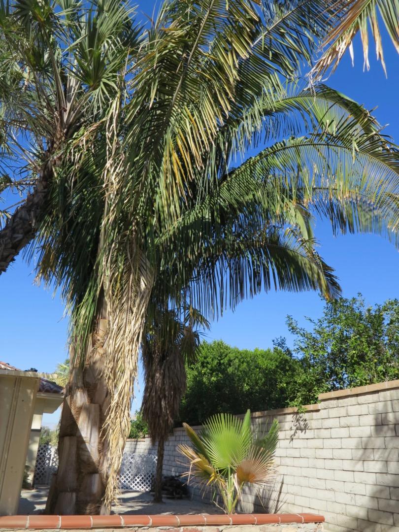 Attalea cohune - DISCUSSING PALM TREES WORLDWIDE - PalmTalk
